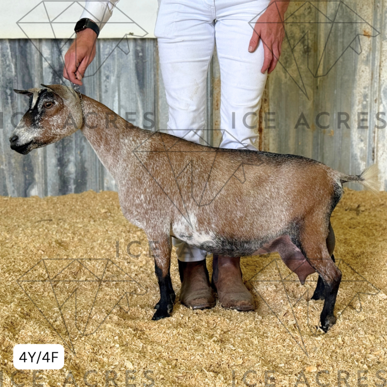 INDIAN CRACKER FARM MY MARILYN - ICE Acres Dairy Goats